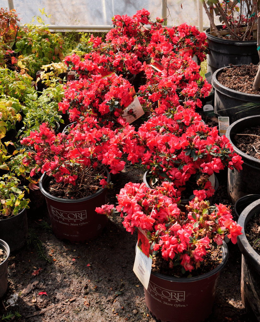Azaleas | River Bottom Nursery
