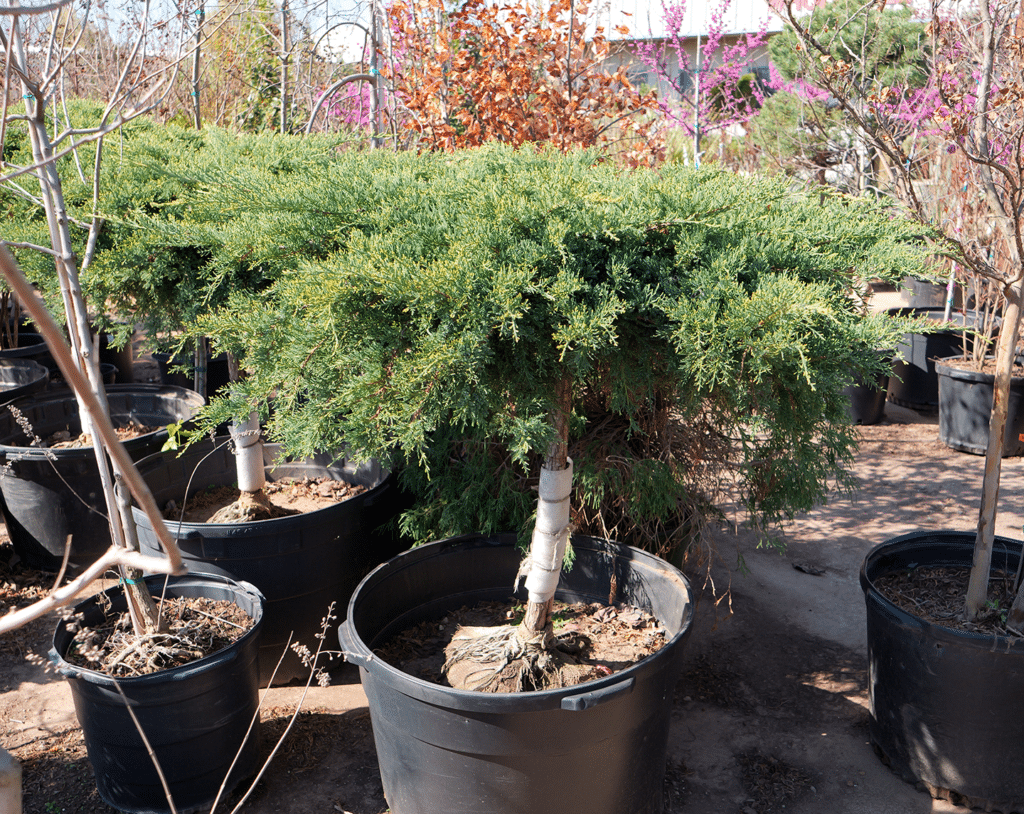 Dwarf Juniper – Riverbottom Nursery