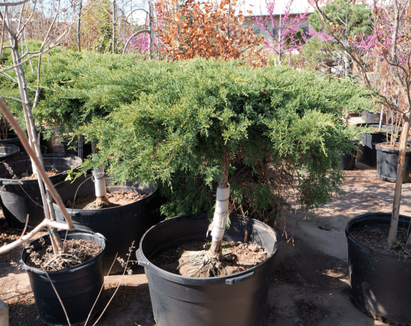 Dwarf Juniper – Riverbottom Nursery