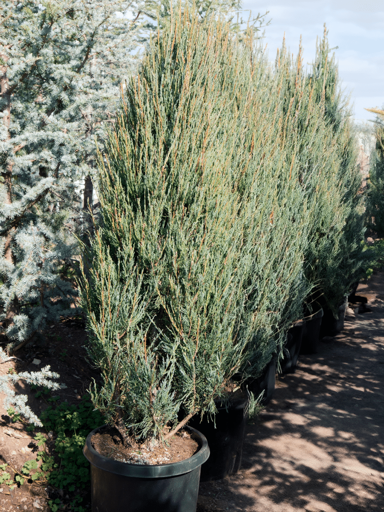 Juniper | River Bottom Nursery