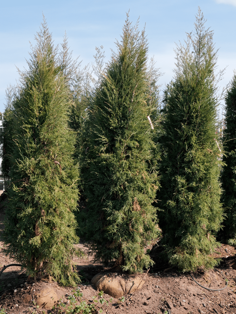 Evergreen Trees | River Bottom Nursery